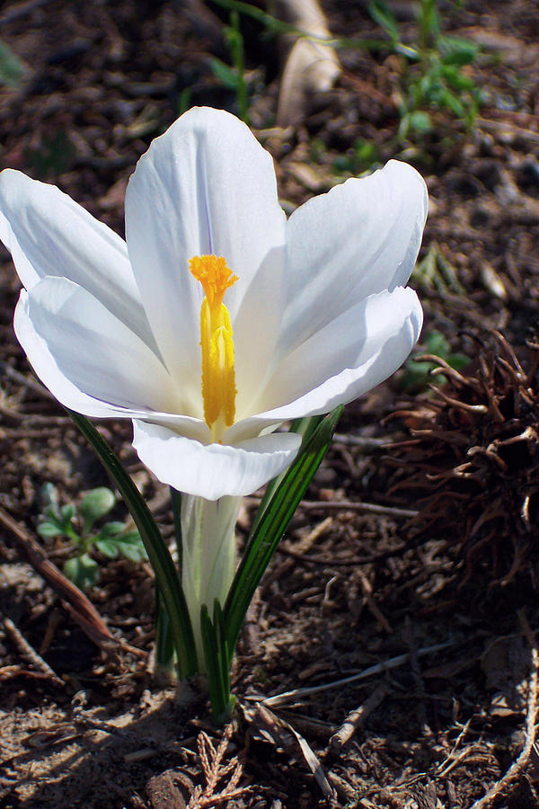 Pristine White Crocus Photograph by Kathy Clark - Fine Art America