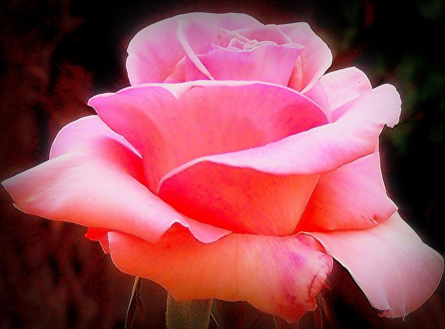 Profile in Pink Photograph by Dina Sierra - Fine Art America