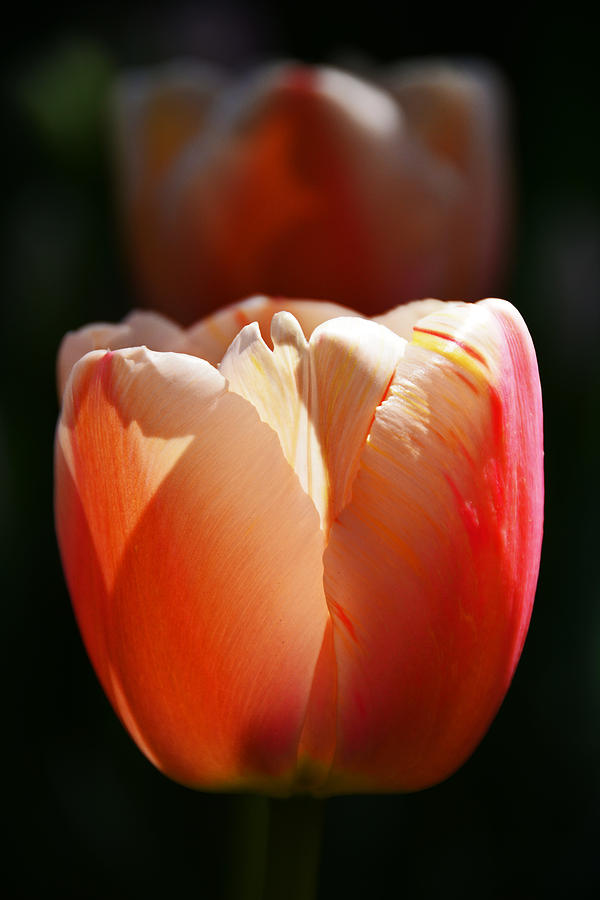 Tulip In Frame Photograph by Thomas and Thomas Photography - Fine Art ...