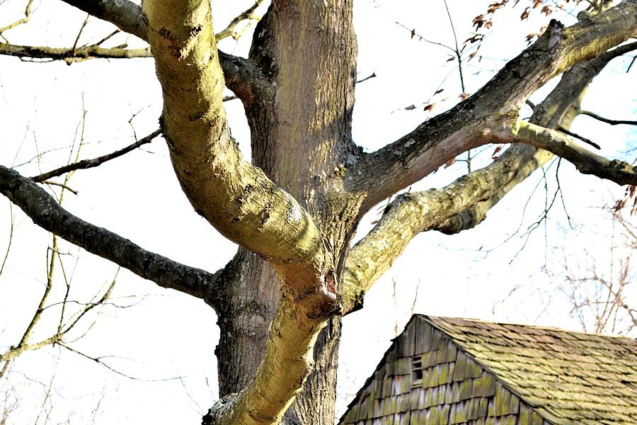 Protector Photograph by Seth Johnson - Fine Art America