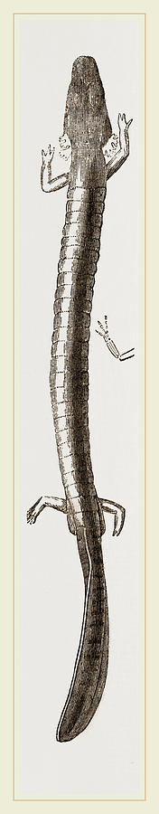 Proteus Drawing by Litz Collection - Fine Art America