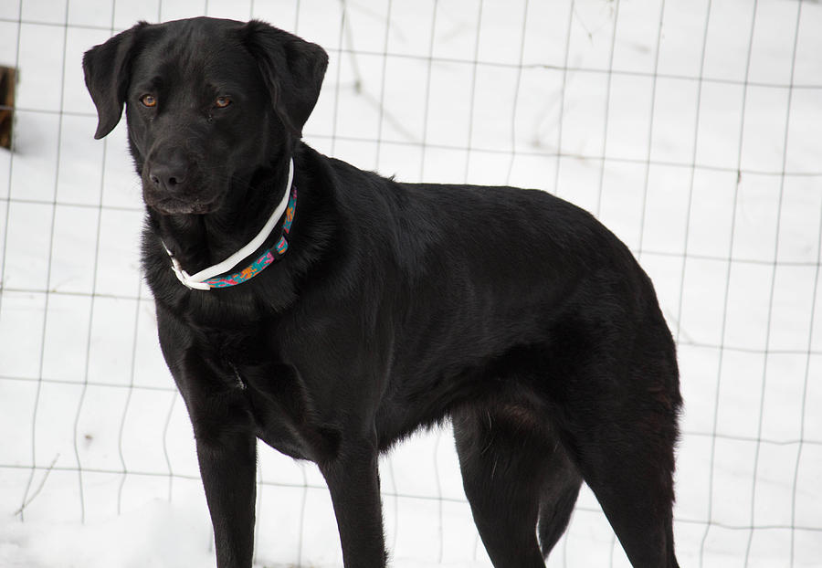 Proud Black Lab Photograph by Jeremy Burlett - Fine Art America