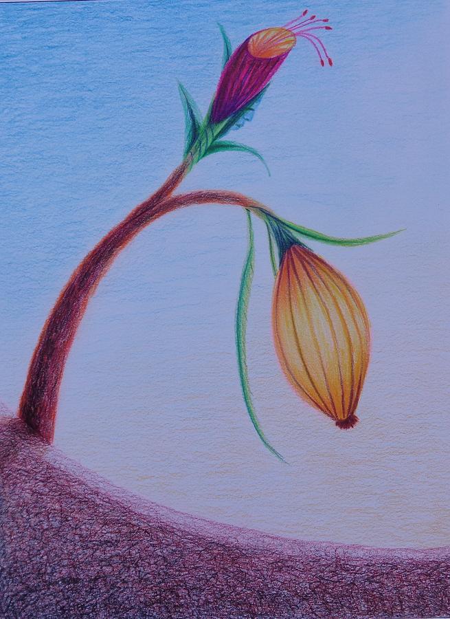 Proybida Drawing by Isaac Leal - Fine Art America