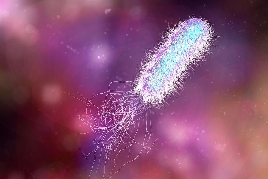 Pseudomonas Bacterium Photograph by Kateryna Kon/science Photo Library ... Pseudomonas Bacterium Photograph by Kateryna Kon/science Photo Library ...