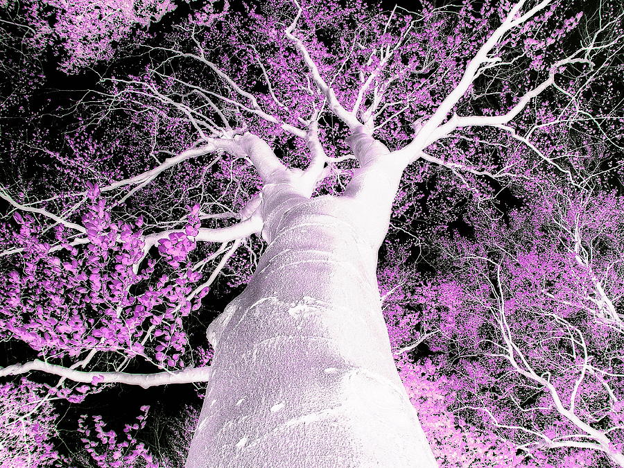 Psychedelic Tree Photograph by Stephen Walton - Fine Art America