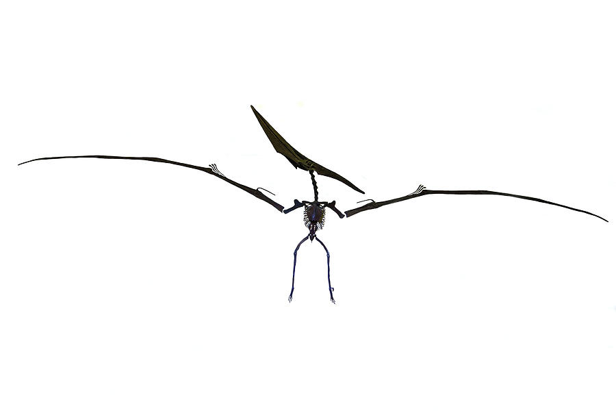 Pteranodon Longiceps Photograph by Millard H. Sharp | Fine Art America