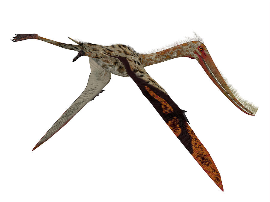 Pterodaustro Pterosaur Photograph by Corey Ford - Pixels