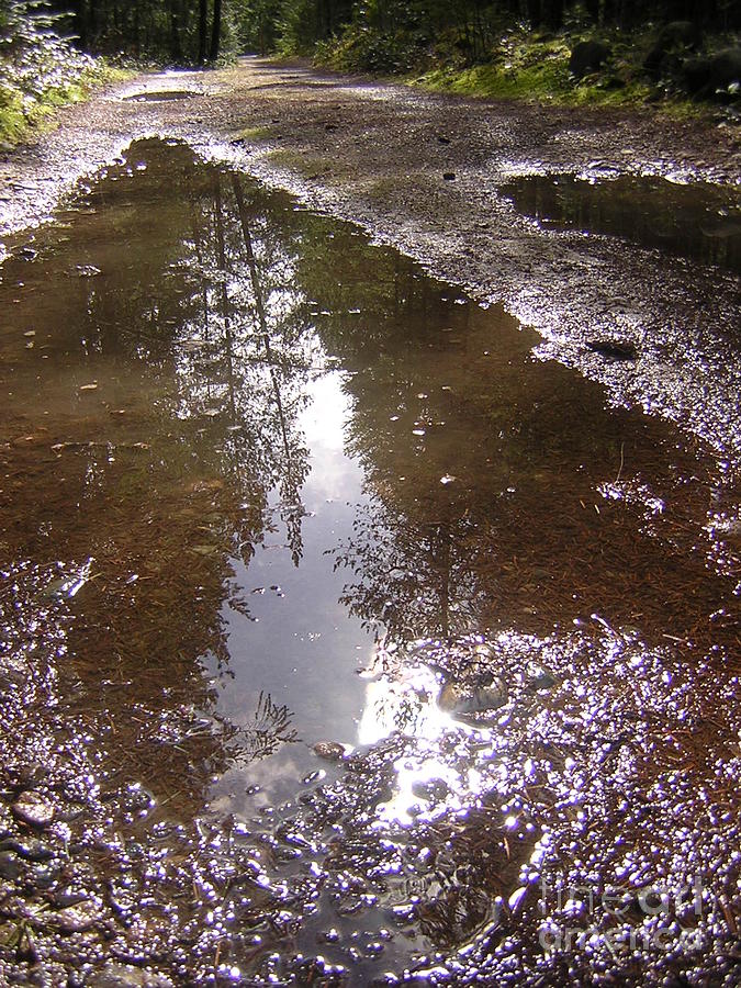 Puddle Reflection Photograph by Erin Baxter - Fine Art America