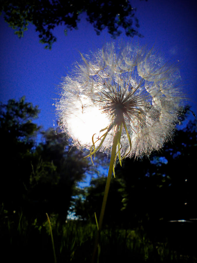 Puff Ball Photograph by Daniel Warren - Fine Art America
