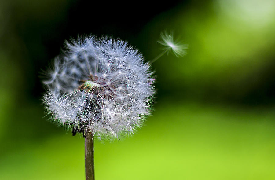 Puff Photograph by Mihai Medves - Fine Art America