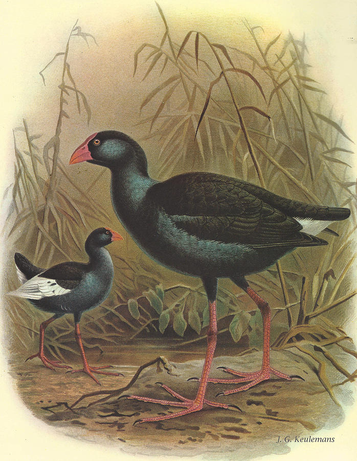 Pukeko Painting by Dreyer Wildlife Print Collections - Fine Art America