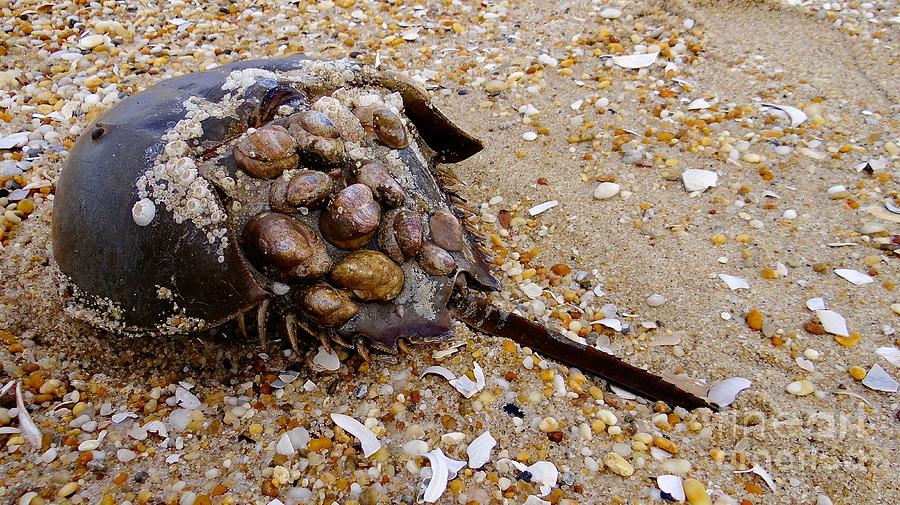 Pulling Mussels from a Shell Photograph by Karen Finkelstein - Pixels