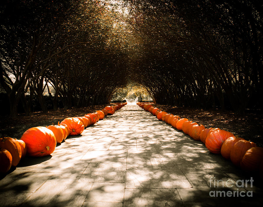 Pumpkin Path Photograph by Sonja Quintero - Fine Art America