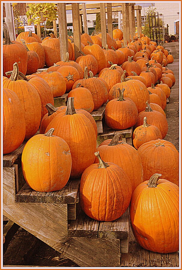 Pumpkin Season Photograph by Dora Sofia Caputo - Fine Art America