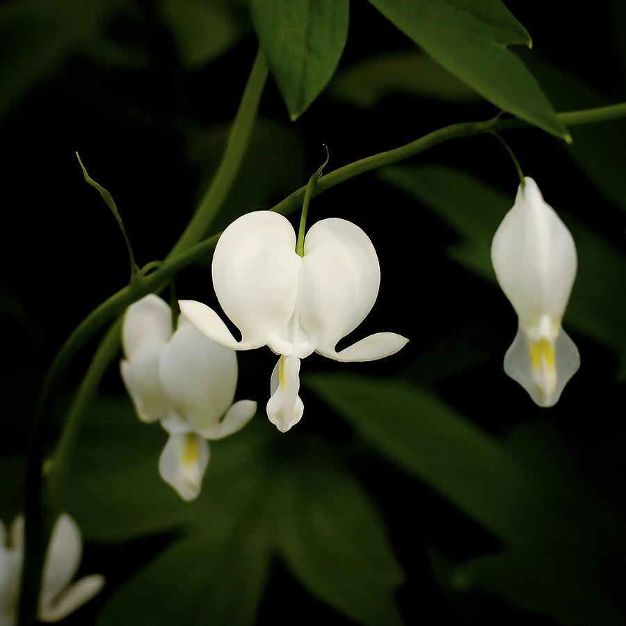 Pure Heart Photograph by Bonnie Rom - Pixels