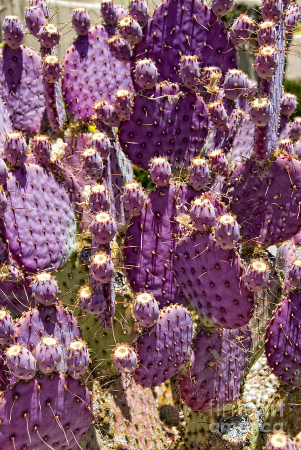 Purple Cactus Photograph by Birgit Tyrrell - Pixels