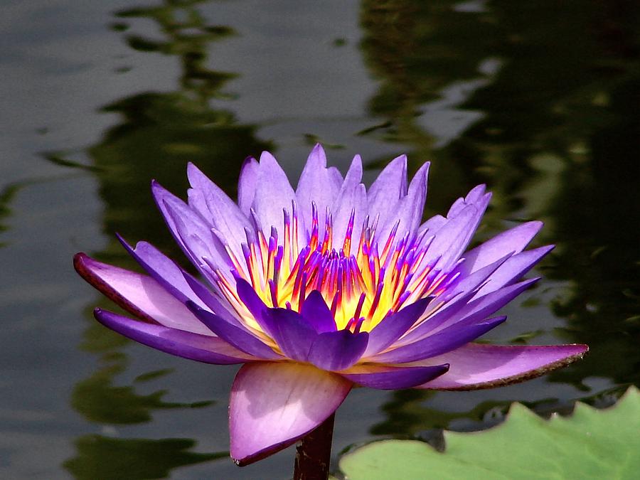 Purple Explosion Photograph by George Fields - Fine Art America
