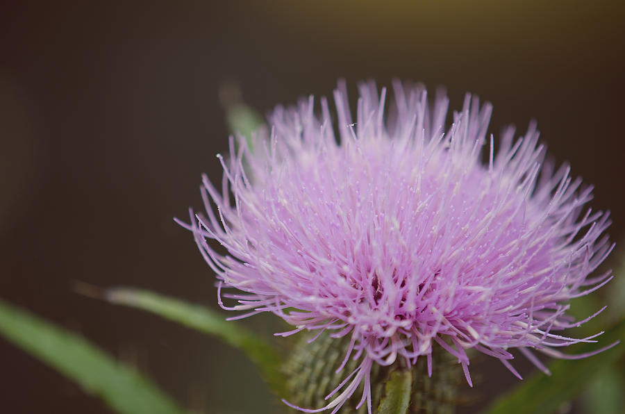 Purple Puff Digital Art by Sarah Smith - Fine Art America