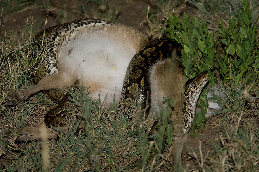 Python Suffocating Young Reedbuck Photograph by Animal Images - Pixels
