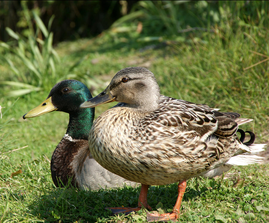 Quackers Photograph by JT Photography - Fine Art America