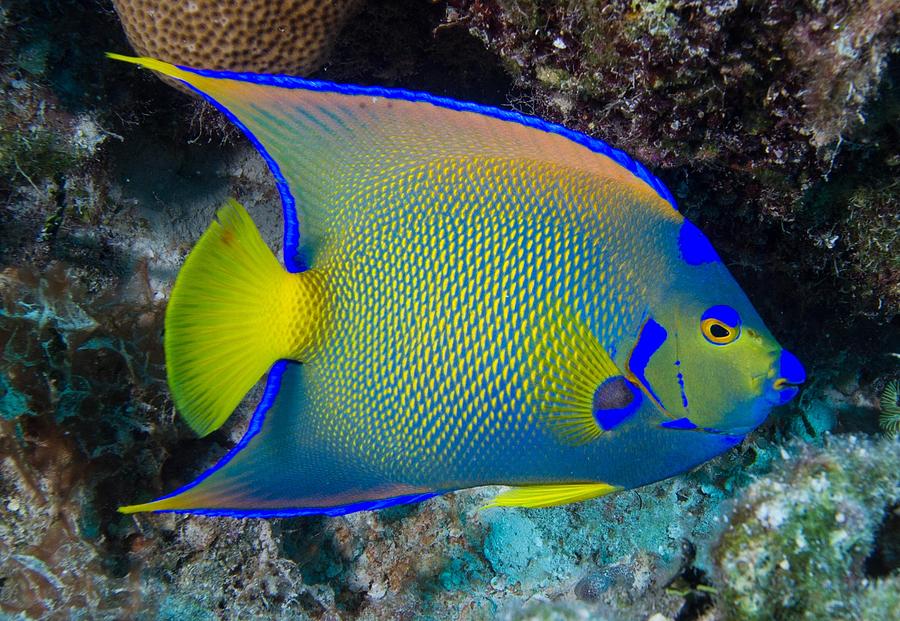 Queen Angel Photograph by Laura King