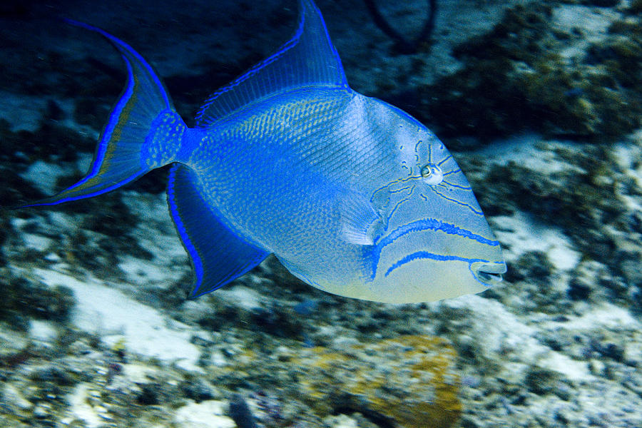 Queen Triggerfish Photograph by Jim Murphy - Pixels