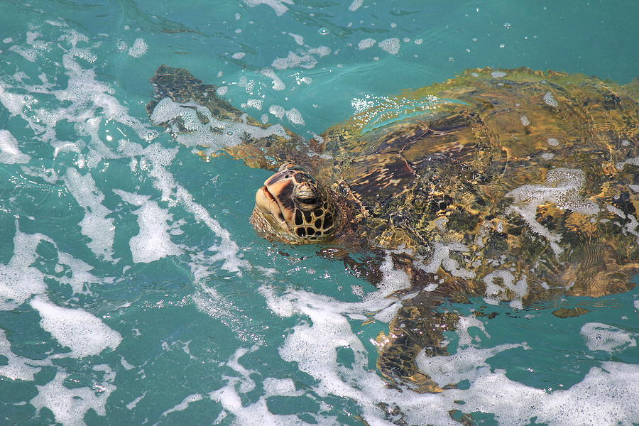 Queen's Turtle Photograph by Stephen Pacheco - Fine Art America