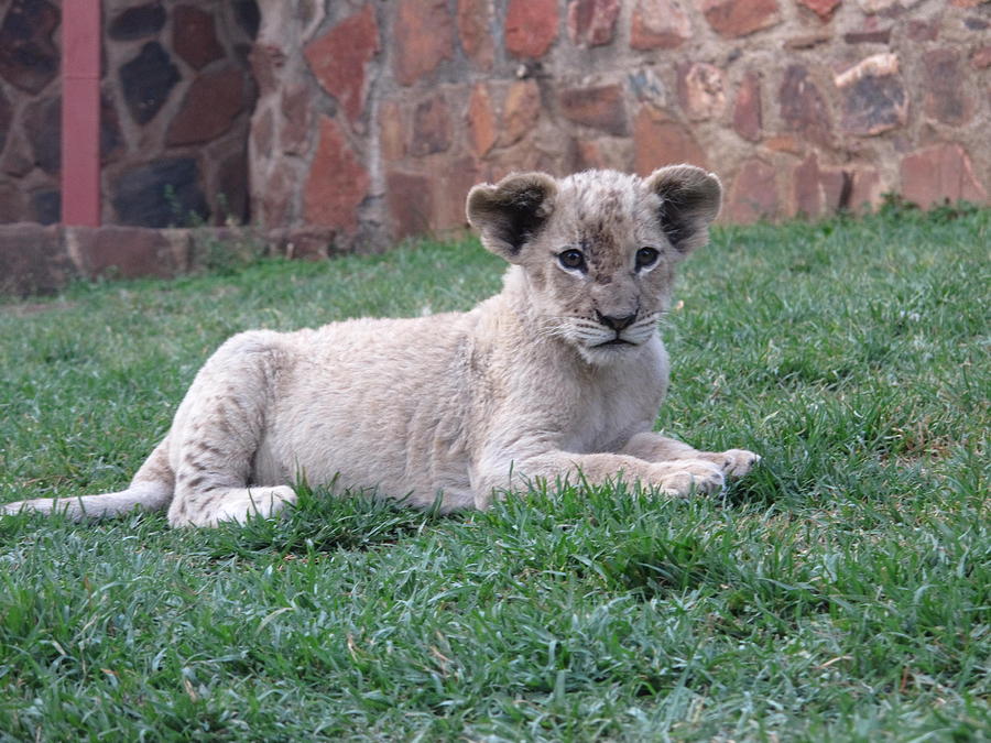 Querious Photograph by Isabelle Hansen - Fine Art America