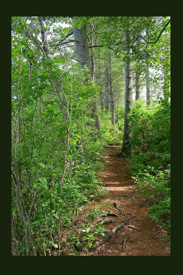 Quiet Path Photograph by Robin Cobb - Fine Art America