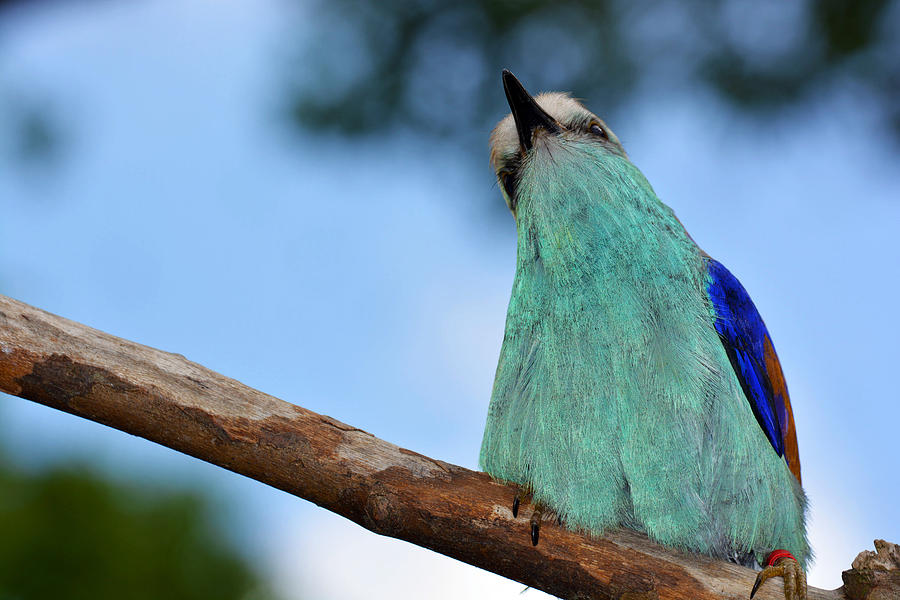 Racket-Tailed Roller Photograph by Kelly Wright - Fine Art America