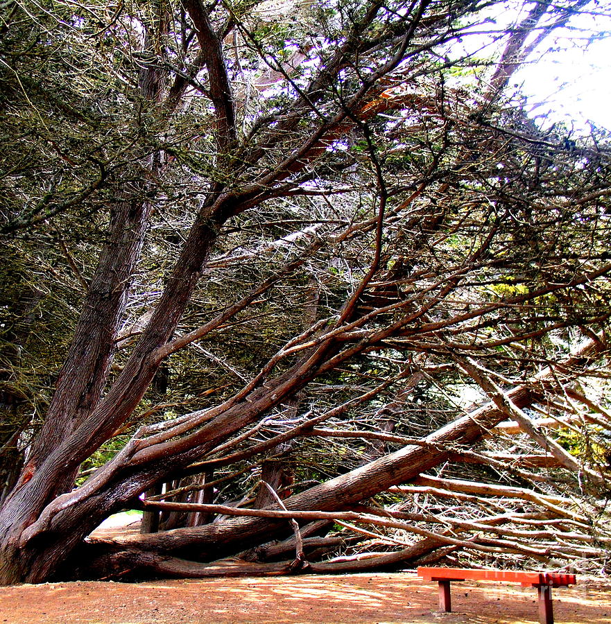 Ragged Point Tree Photograph by Stephanie Moses - Fine Art America