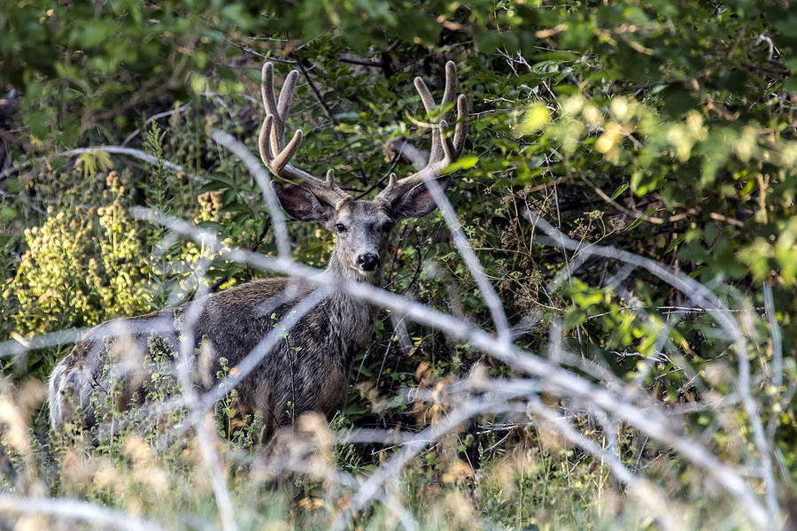 Railroad Buck 3 Photograph by Steven Clair - Fine Art America