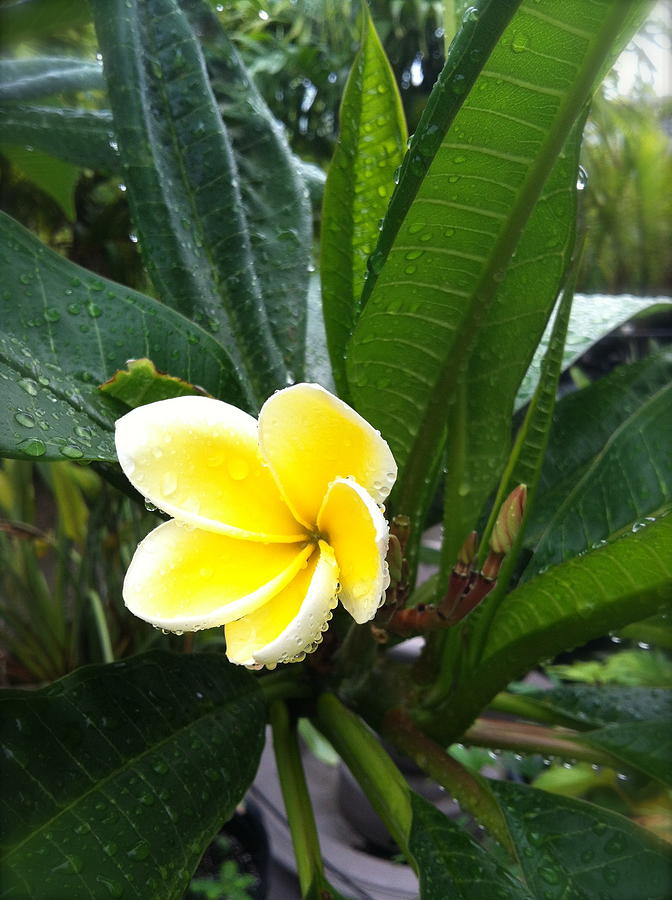 Rain Bloom Photograph by Lisa Codella - Fine Art America