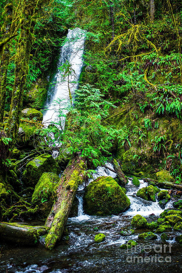 Rain Forest Falls Photograph by Ken Andersen - Pixels