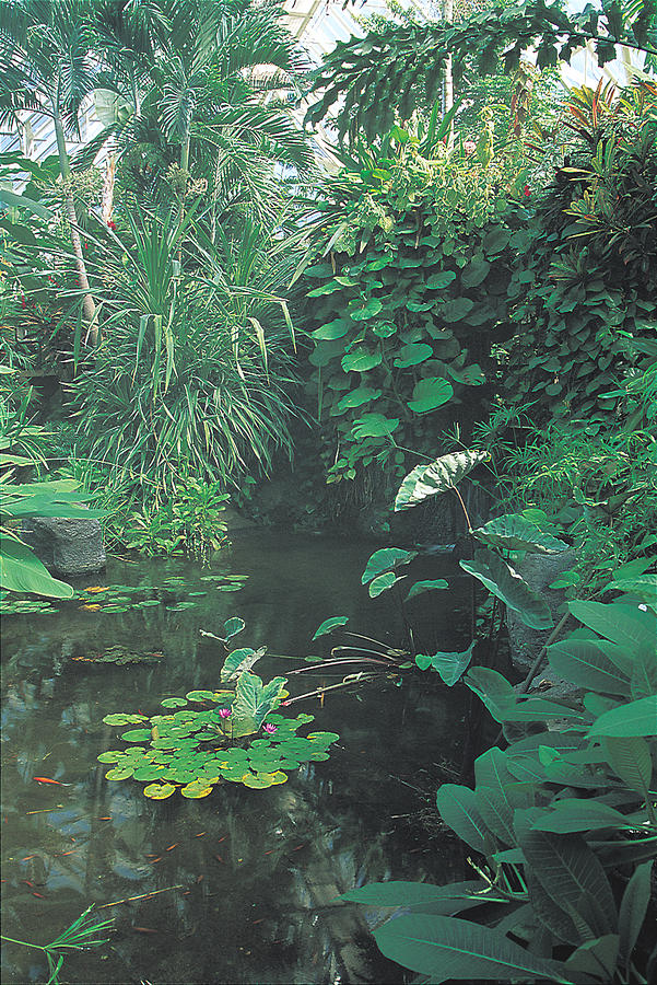Rain Forest Photograph by Robert Rosati - Fine Art America
