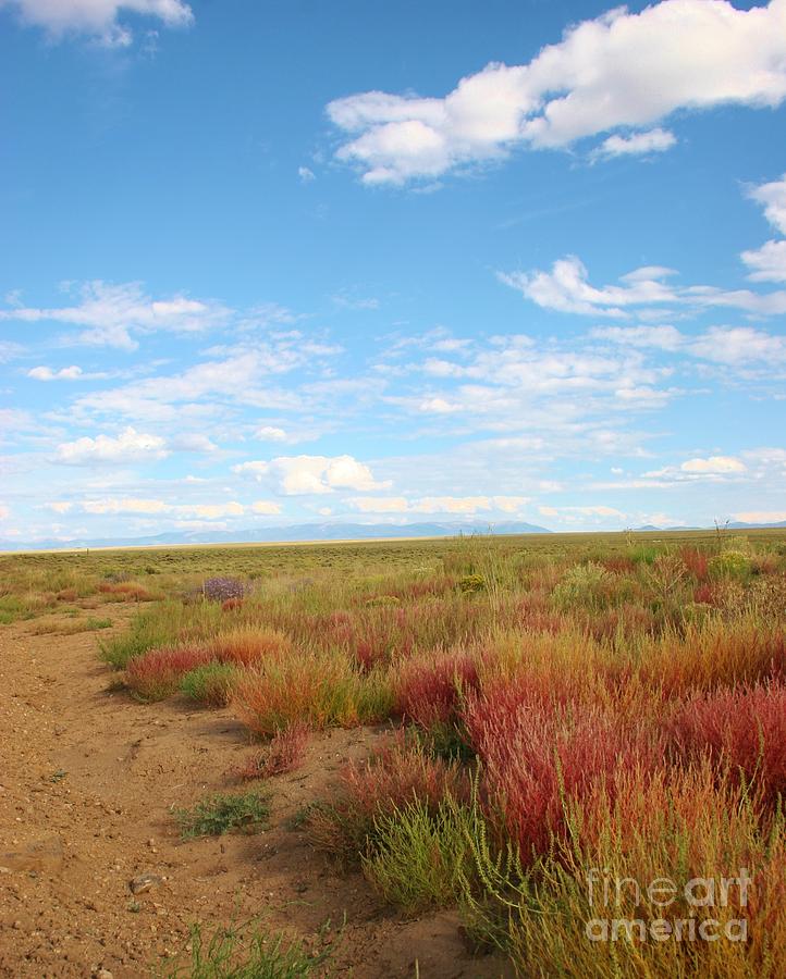 Rainbow Grass Photograph by Native GYPSY - Fine Art America