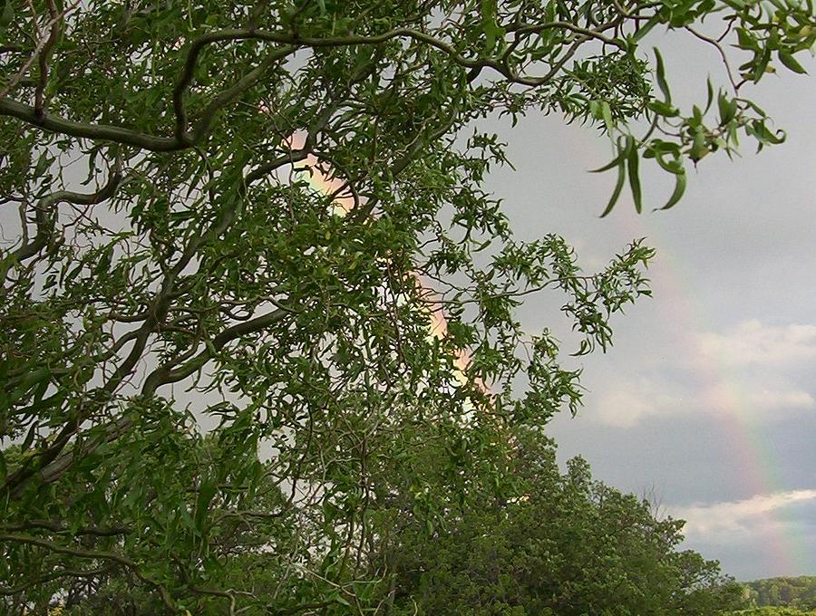 Rainbow in Tree Photograph by Paula Morhardt - Pixels