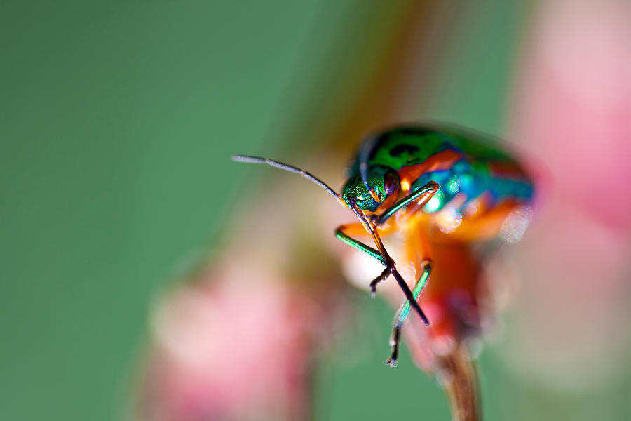 Rainbow Shield Bug