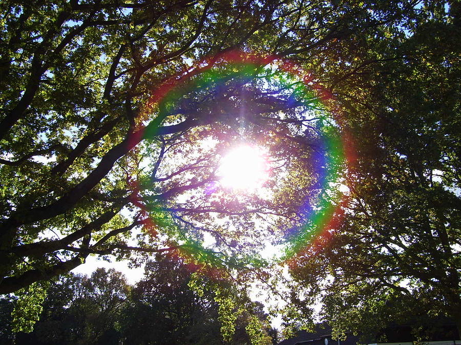 Rainbow Tree Photograph by Albert Mckenzie - Pixels