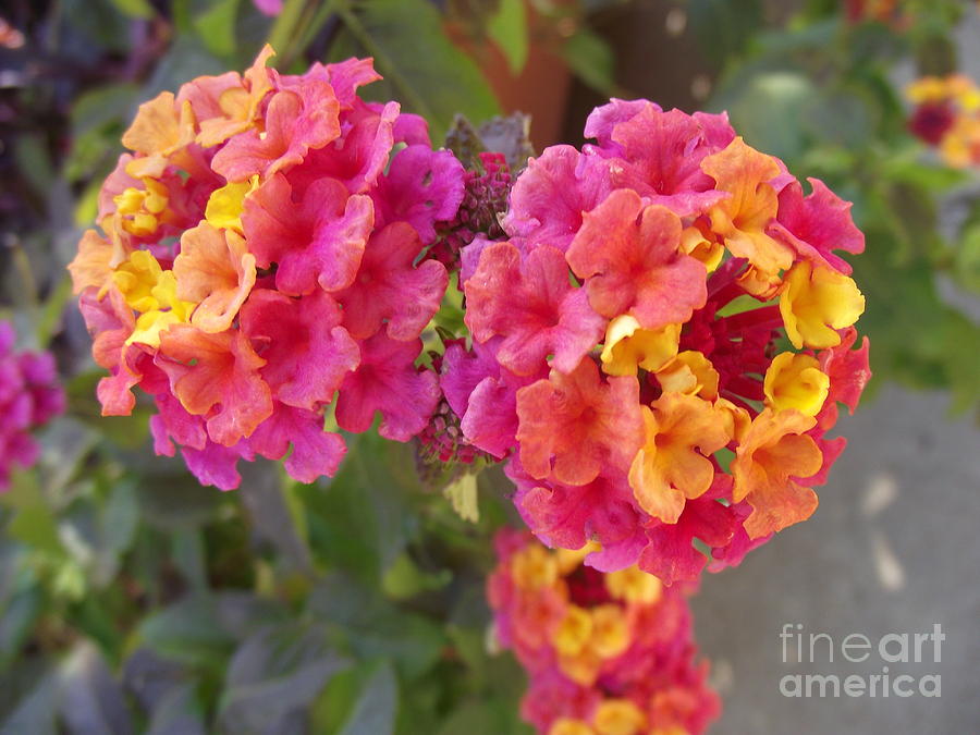 Rainbow Trinity Photograph by Jamie Mcclellan Elsner - Fine Art America