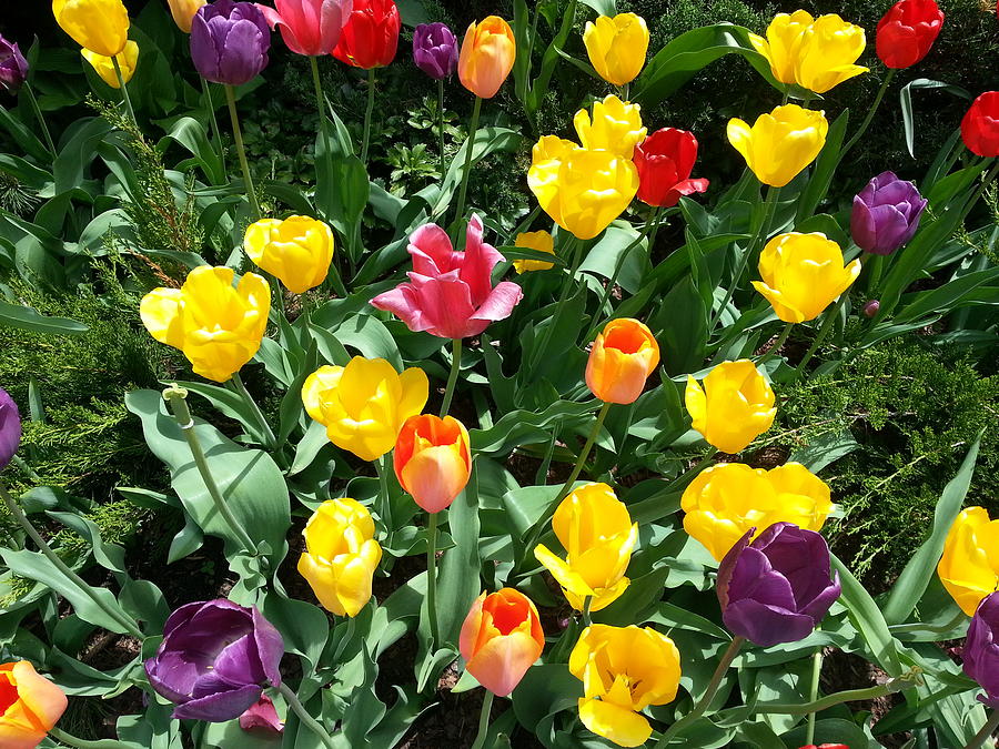 Rainbow Tulips Bloom Photograph by Beth Lambert