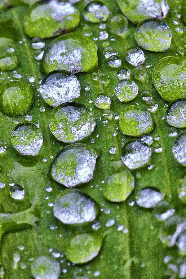 Raindrops Photograph by David Pringle - Fine Art America