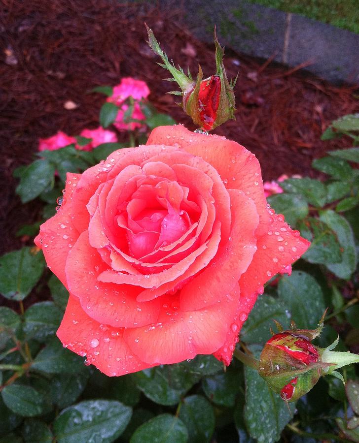 Raindrops on Roses Photograph by Tracy W Smith - Fine Art America