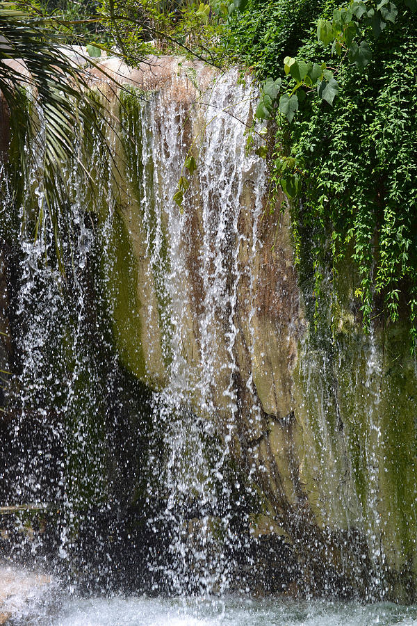 Rainforest Photograph by Joe Bledsoe - Fine Art America