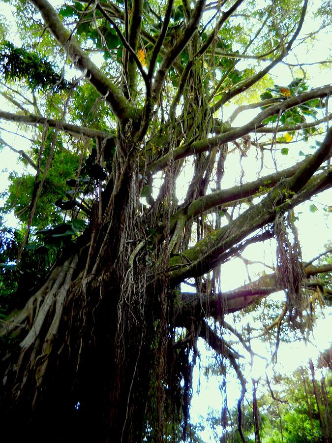 Rainforest Tree Photograph by Ruth Kongaika - Fine Art America