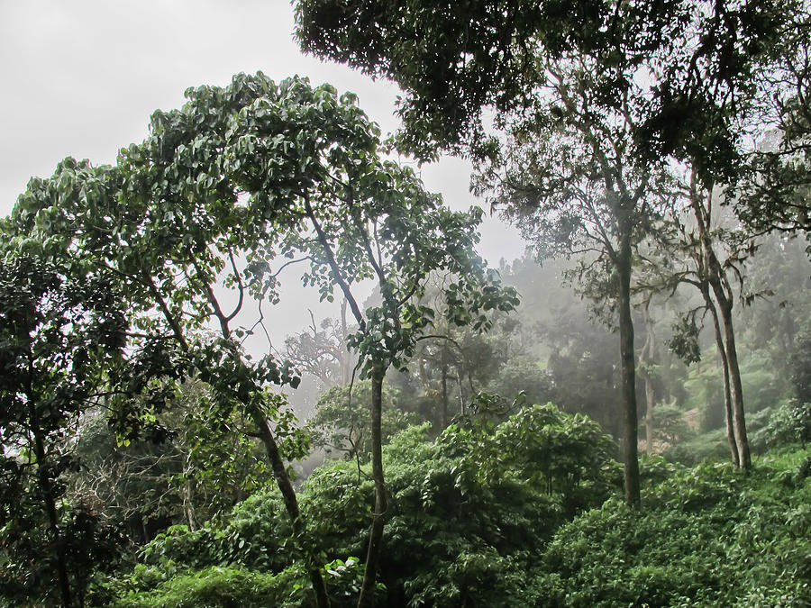 Rainforest Photograph by Vincent Linder - Fine Art America