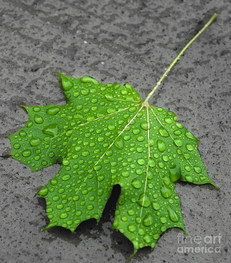 Rainy Leaf Photograph by Mike Kurec - Fine Art America