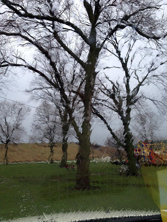 Rainy Tree Photograph by Jennifer Totten - Pixels