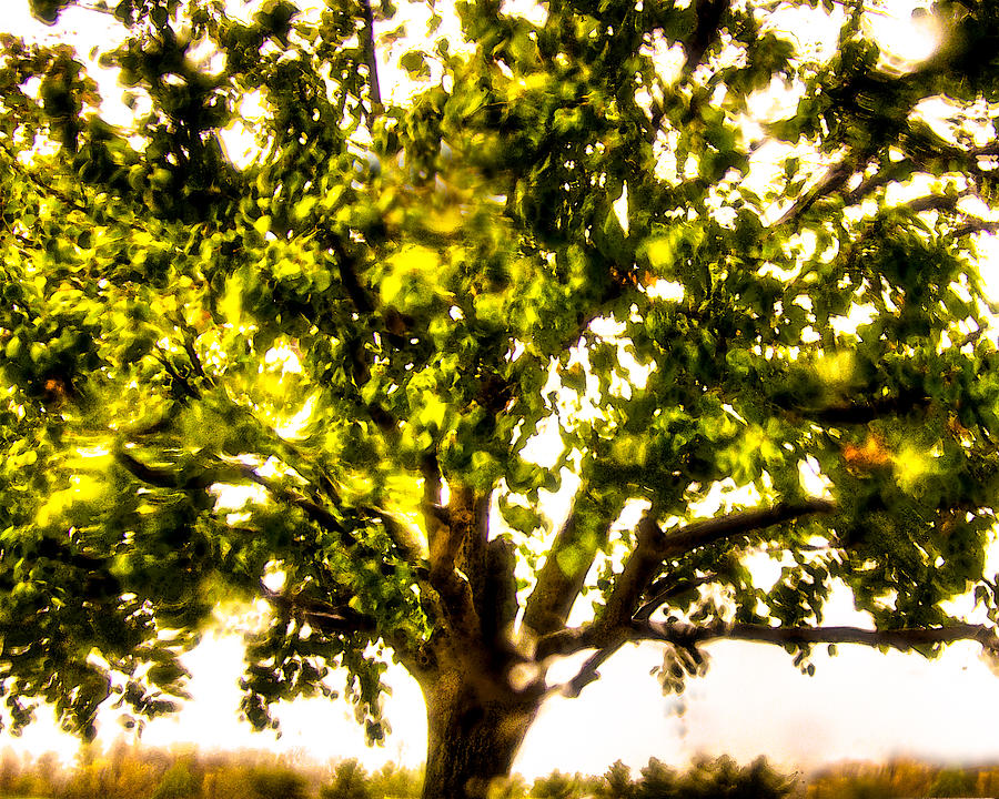 Rainy Tree Photograph by Michael Schwartzberg - Pixels