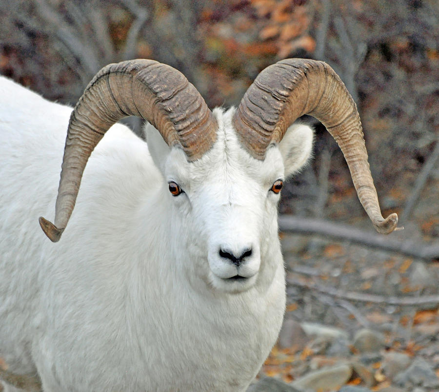 RAM Photograph by Clint Pickarsky - Pixels